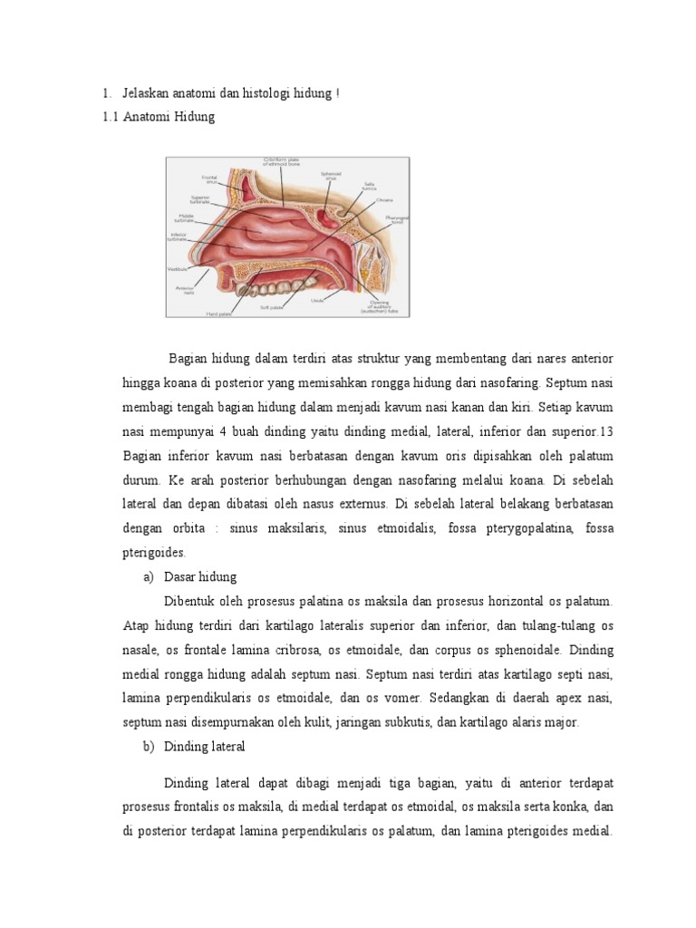 Anatomi Dan Histologi Hidung | PDF