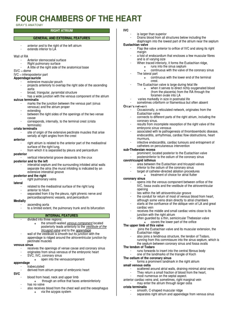 Four Chambers of The Heart | PDF | Heart Valve | Atrium (Heart)