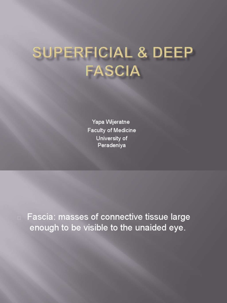 Superficial and Deep Fascia Overview | PDF | Skin | Soft Tissue