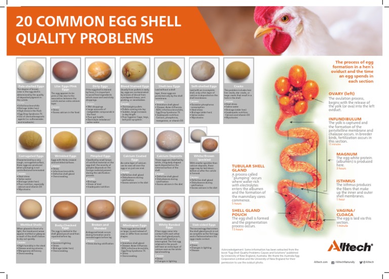 Egg Shell Quality Poster - V1-1 | PDF | Egg | Wellness