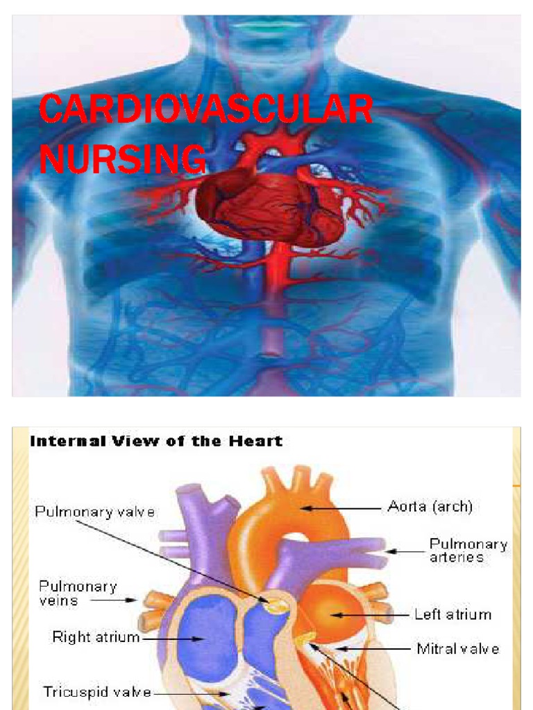 Cardiovascular Nursing | PDF | Atrium (Heart) | Heart