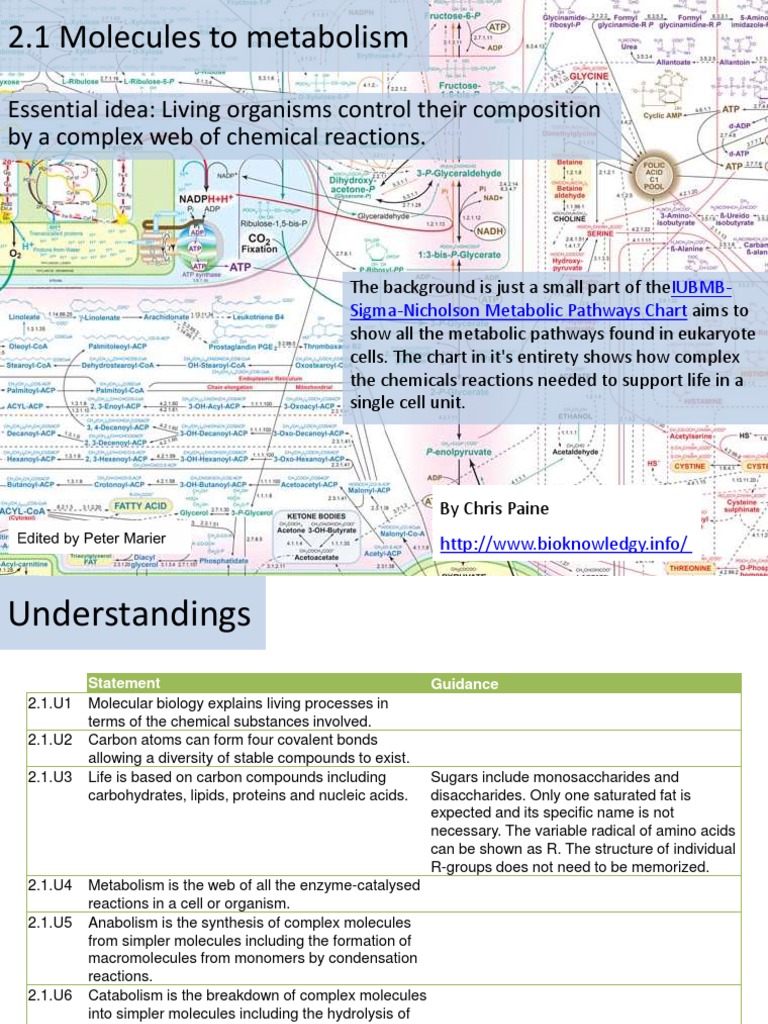 2.1 Molecules To Metabolism | PDF | Hydrolysis | Metabolism
