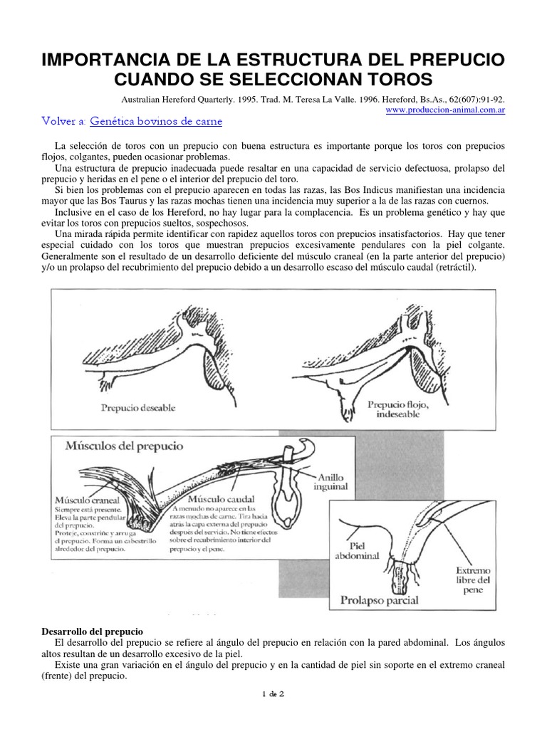 12-Importancia Estructura Prepucio Cuando Seleccion | Descargar gratis ...