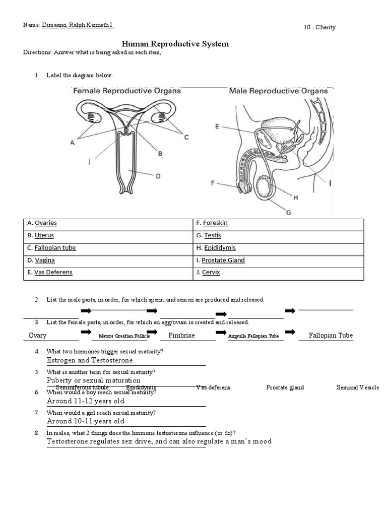 Human Reproductive System | Download Free PDF | Menstrual Cycle | Women ...