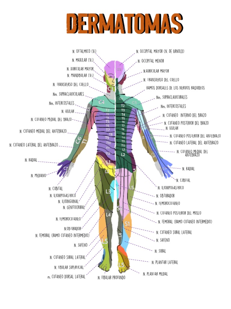 DERMATOMAS | PDF | Anatomía del miembro inferior | Neuroanatomía