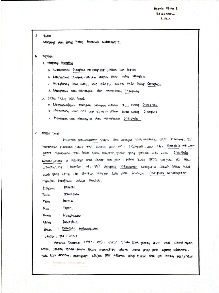 Laprak Bio - Drosophila Melanogaster | PDF