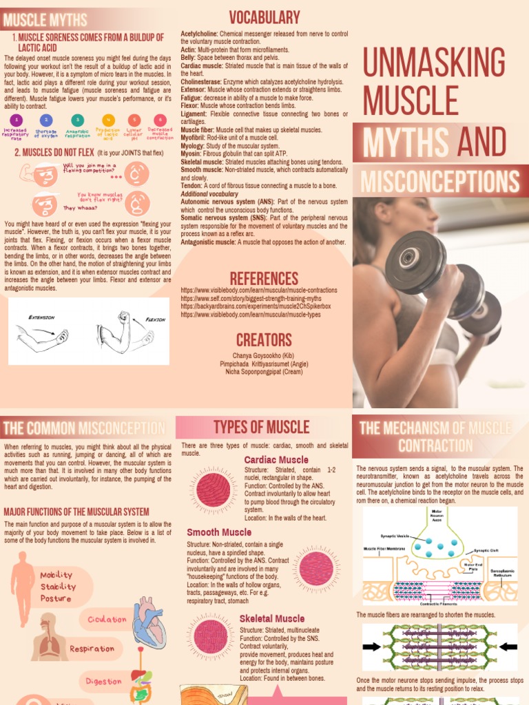 Anatomy Muscular System Brochure | PDF | Muscle | Skeletal Muscle