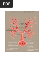 Pulmonology: Bronchoscopy Note | PDF | Pulmonology | Respiratory System