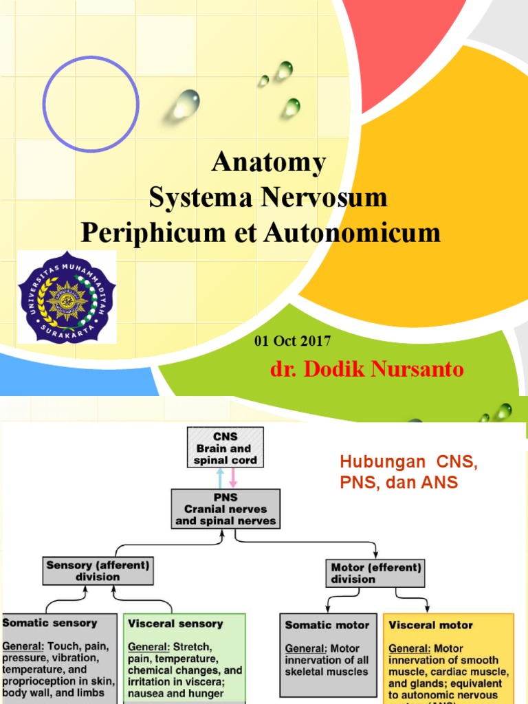 Anatomy Systema Nervosum Periphicum Et Autonomicum: Dr. Dodik Nursanto ...