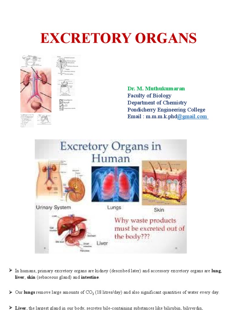 Excretory Organs: Dr. M. Muthukumaran | PDF | Excretion | Biology