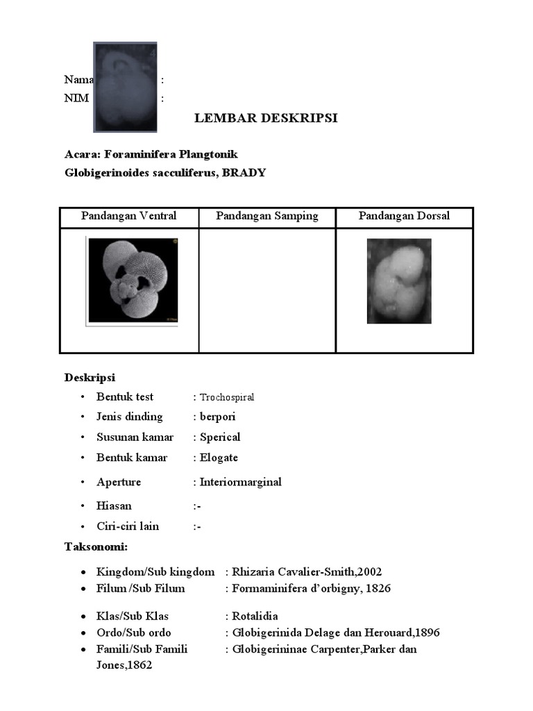 Globigerinoides Sacculiferus, BRADY | PDF