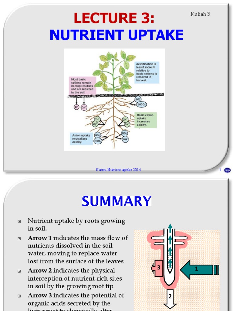 Kuliah 3-Nutrient Uptake | PDF | Diffusion | Soil