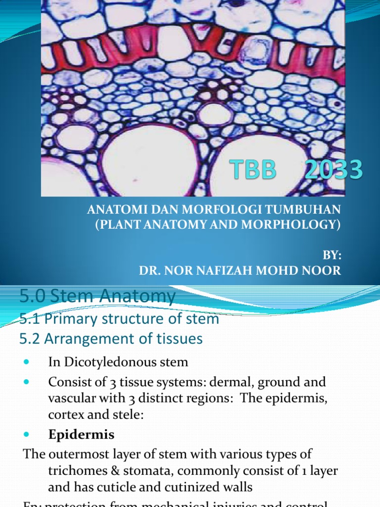 Plant Stem Anatomy and Morphology | PDF | Plant Stem | Wood