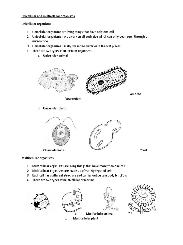 Unicellular and Multicellular Organisms | PDF