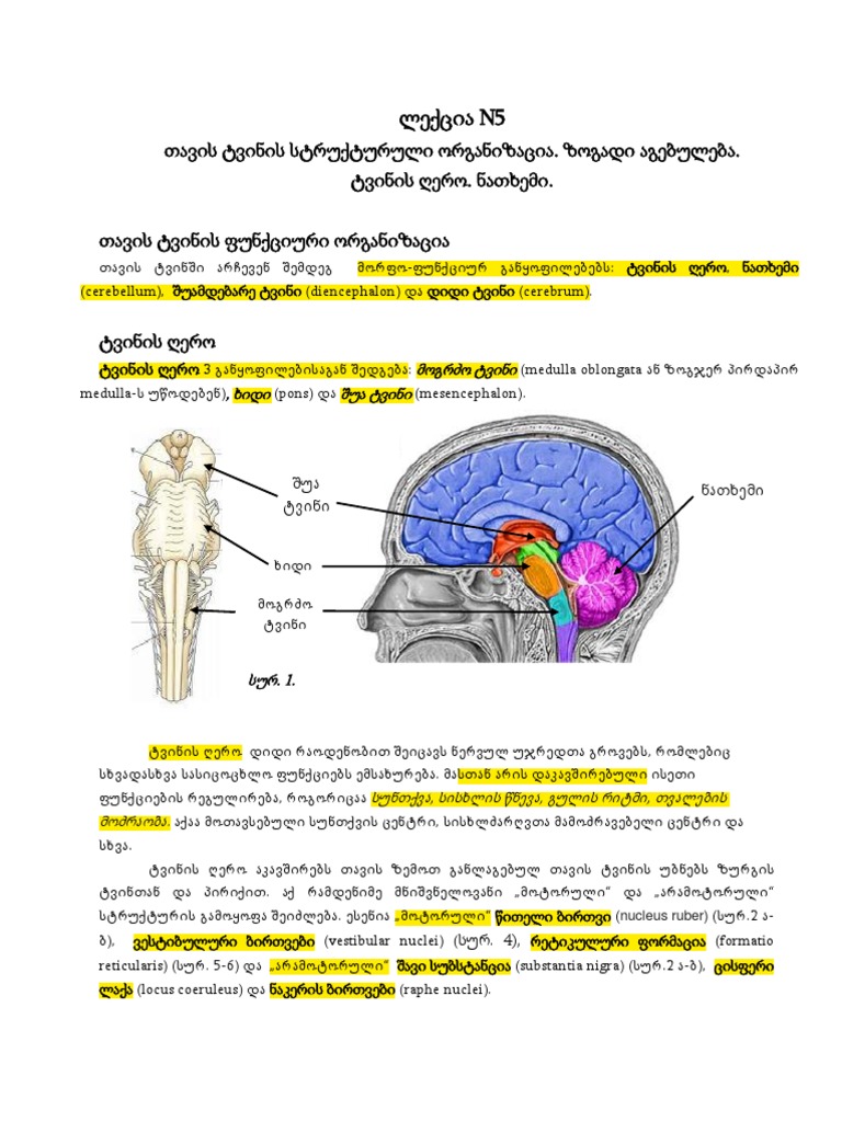 Nucleus Ruber) | PDF