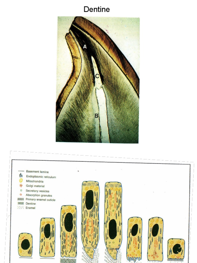 Dentine | PDF