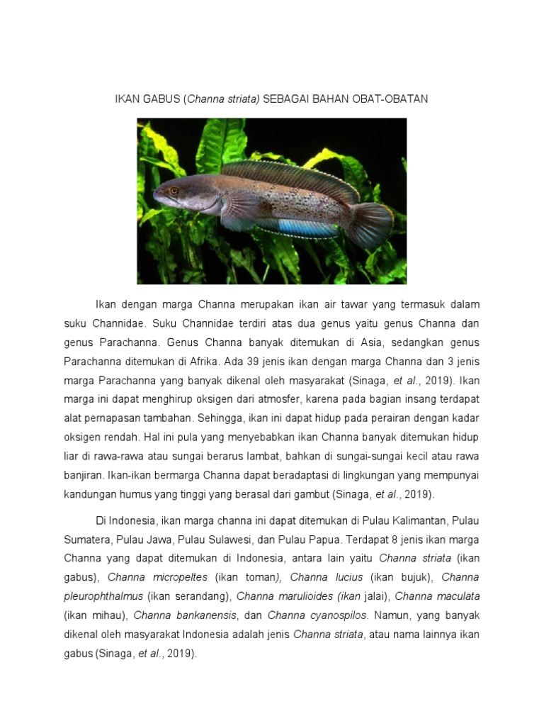 Ikan Gabus | PDF