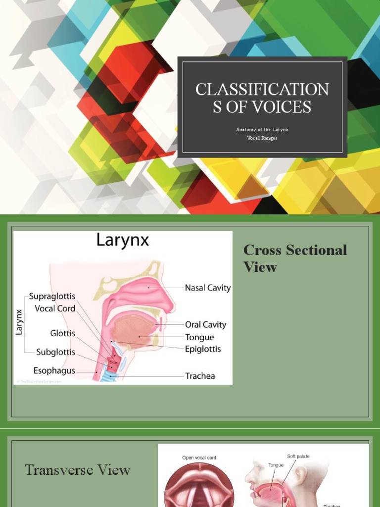 Classification S of Voices: Anatomy of The Larynx Vocal Ranges | PDF