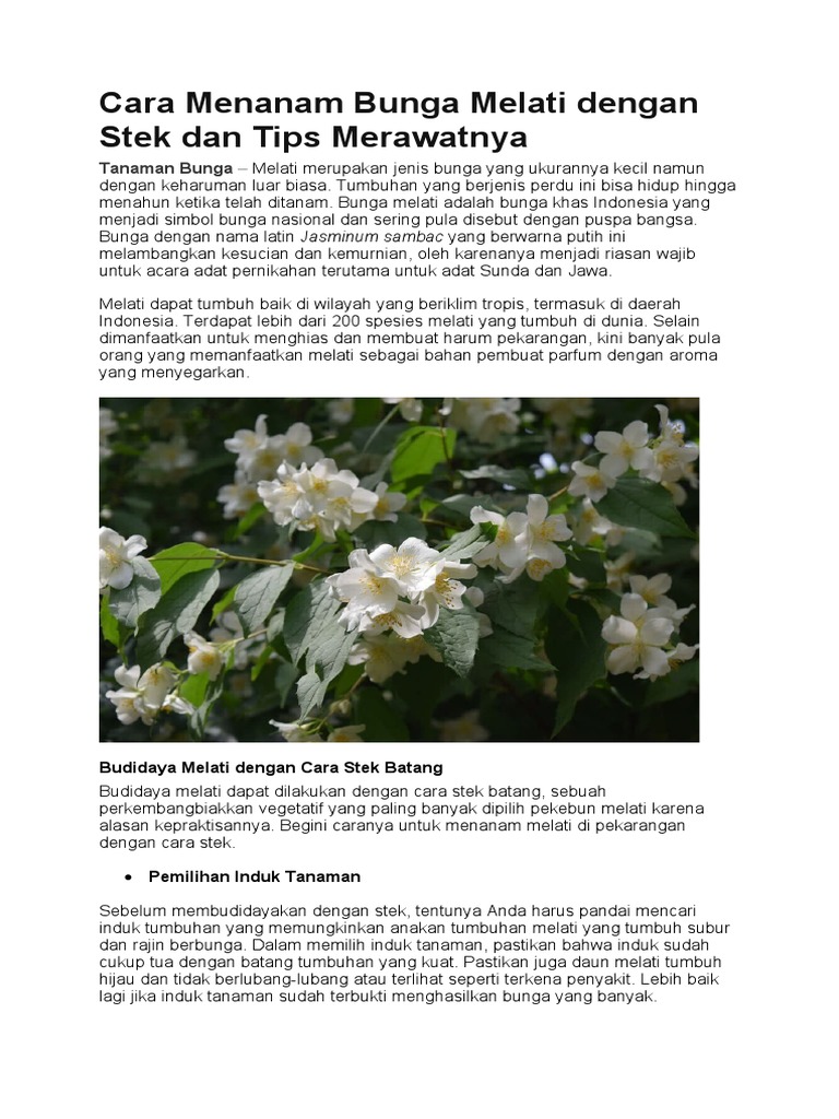 Cara Menanam Bunga Melati Dengan Stek Dan Tips Merawatnya Pdf