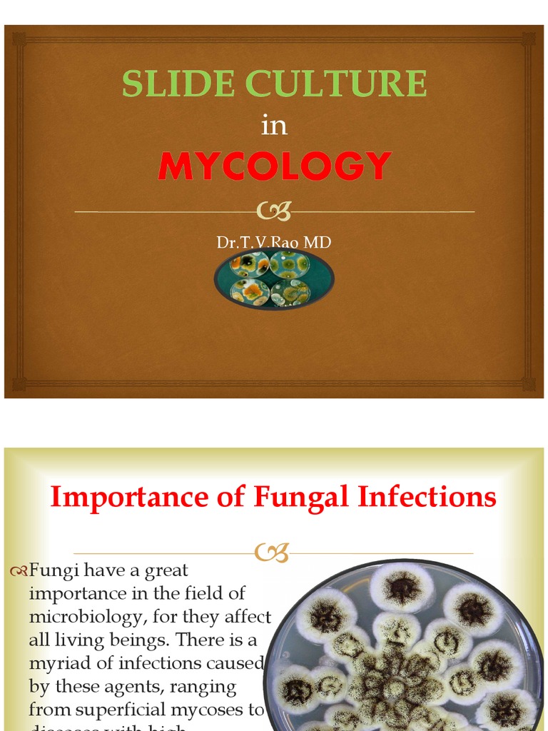 Slide Culture in Mycology | PDF | Agar | Fungus