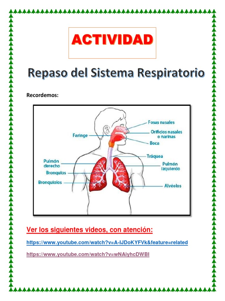 Actividad en Clase - Sistema Respiratorio | PDF | Sistema respiratorio ...