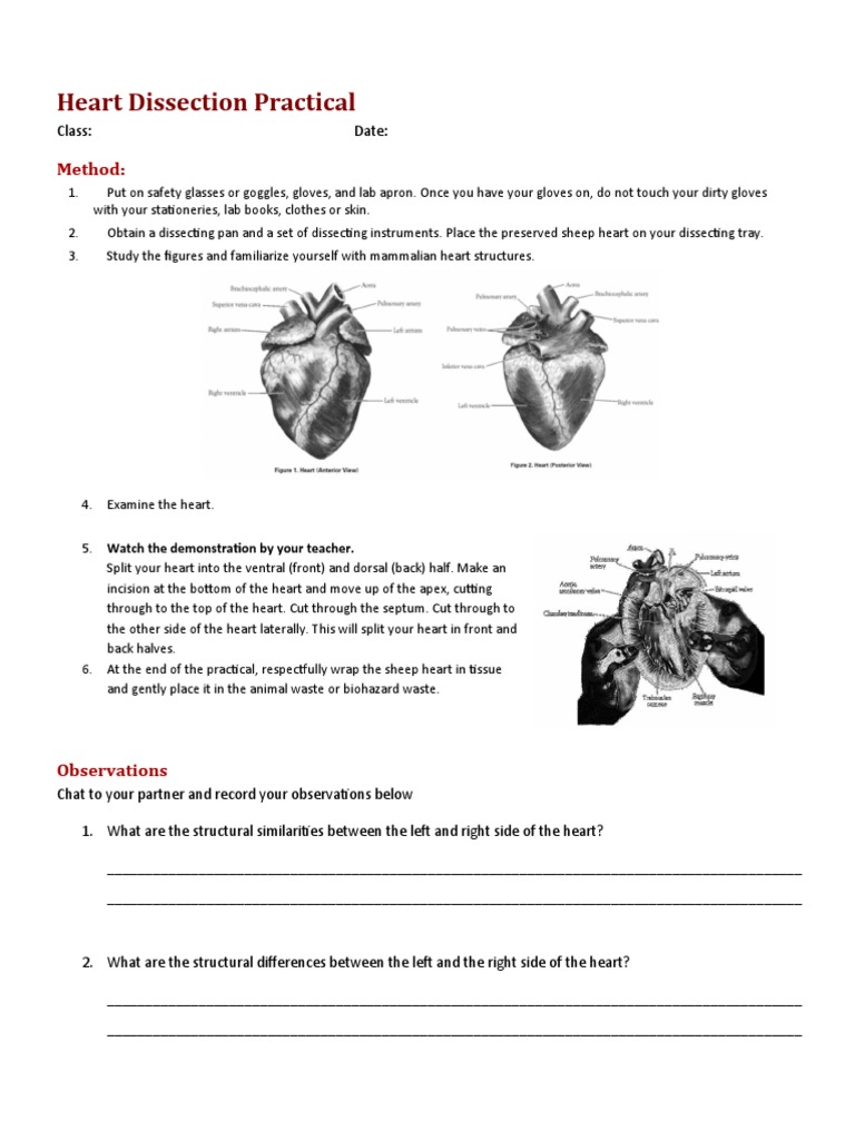 Biology Worksheet Sheep Heart Dissection | PDF | Heart Valve | Atrium ...
