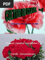 Morfología de Frutos: Silicua y Cipsela | PDF | Fruta | Morfología Vegetal
