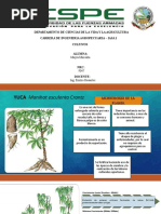 Ficha Técnica Del Pasto Marandú (Brachiaria Brizantha Cv. Marandú ...