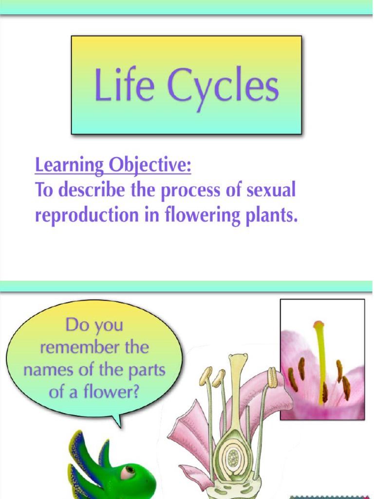 Presentation Intro To Life Cycles | PDF | Wellness | Science & Mathematics