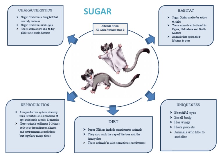 Sugar Glider | PDF