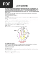 Anatomie de la Loge Rénale et Surrénales | PDF | Péritoine | Rein