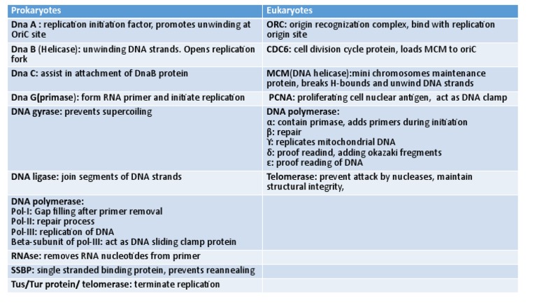 Difference Between DNA Replication in Prokaryotes and Eukaryotes | PDF