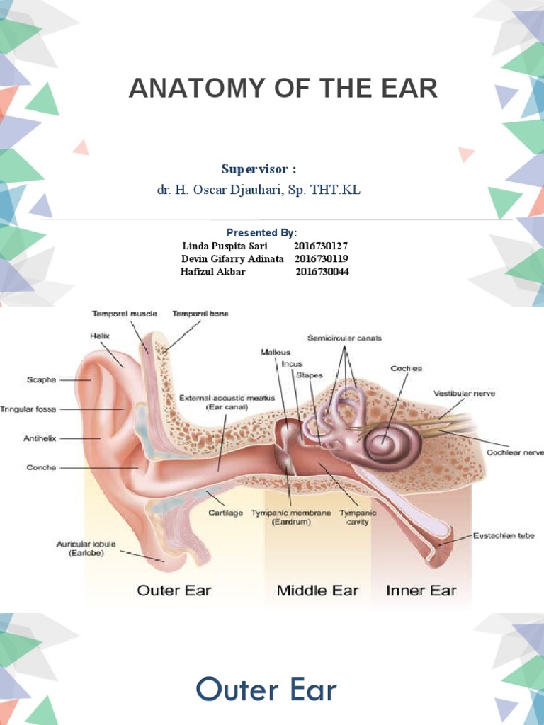 Ear Anatomy for Medical Students | PDF | Larynx | Ear