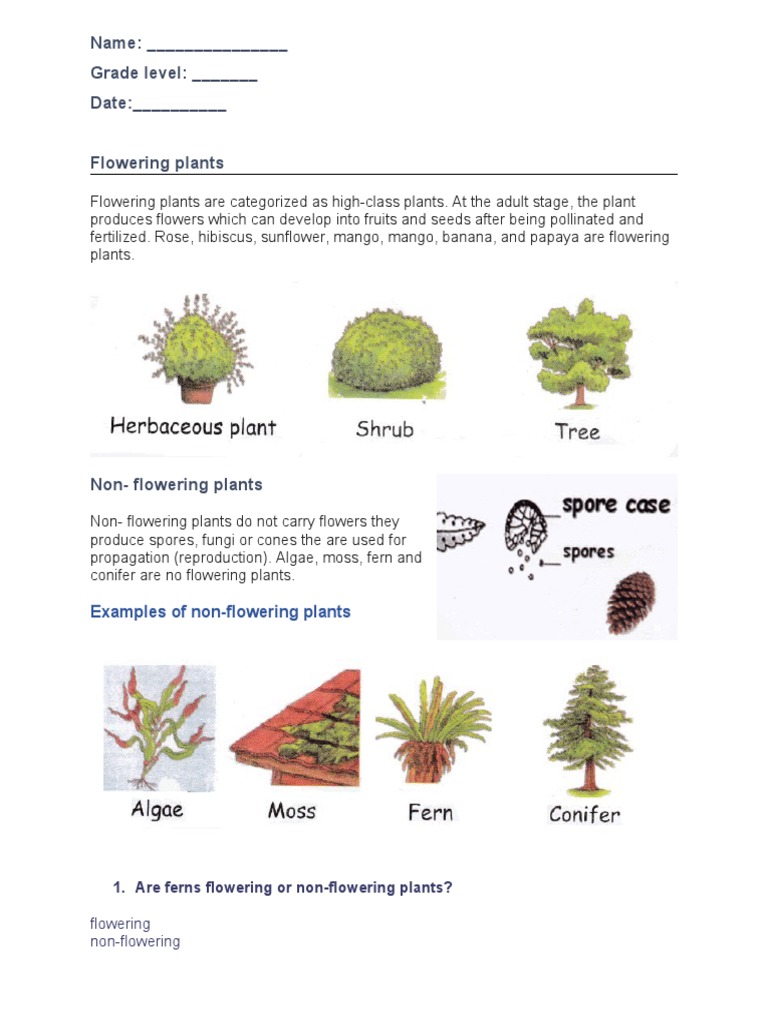 Non Flowering Plants With Names And Pictures