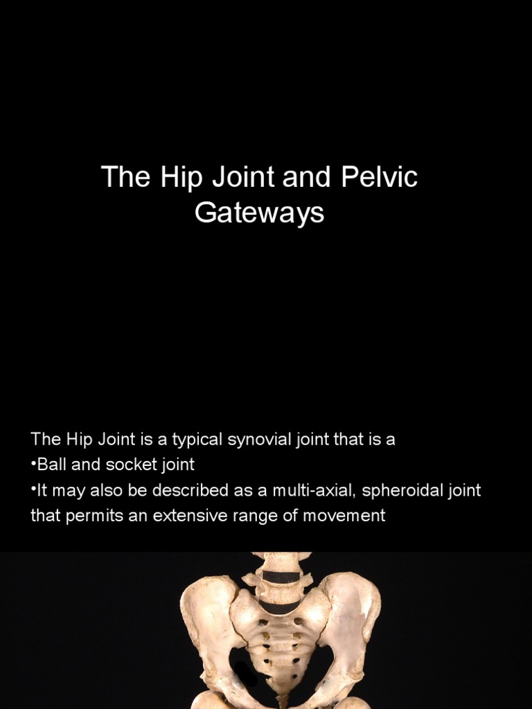 The Hip Joint and Pelvic Gateways | PDF | Hip | Pelvis