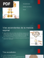 Tracto Rubroespinal | PDF | Cerebro | Neuroanatomía