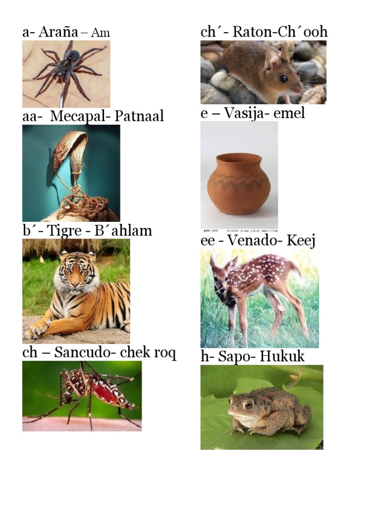 Abecedario en Poqomchi | PDF