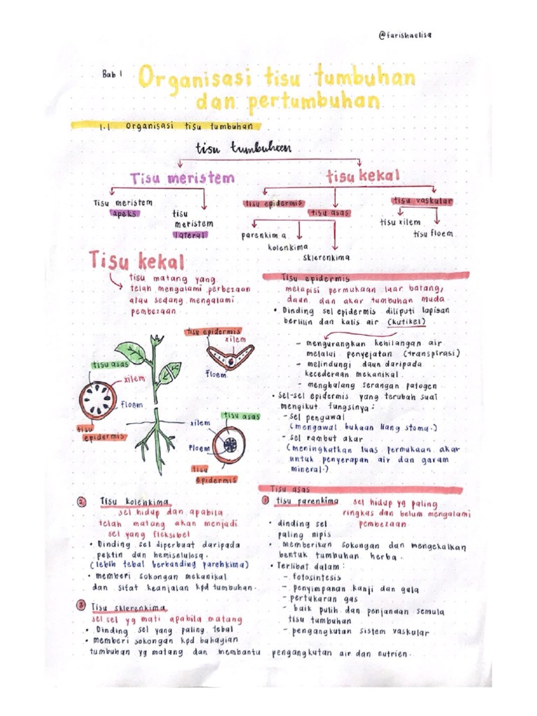BIOLOGI KSSM T5- Bab Organisasi Tisu Tumbuhan Dan, 59% OFF