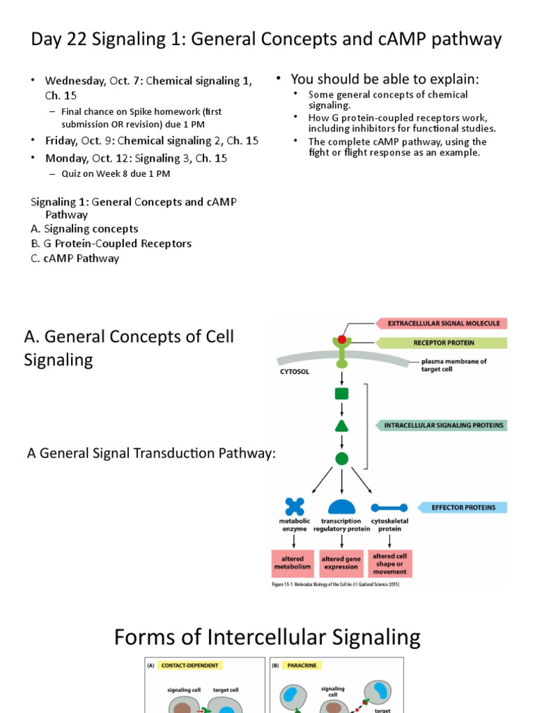 Day 22 Signaling 1: General Concepts and cAMP Pathway: - You Should Be ...