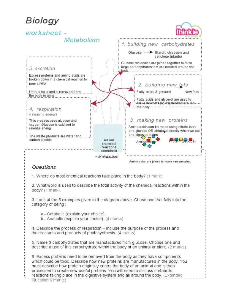 Worksheet - Metabolism Seventh Grade | PDF | Metabolism | Glucose