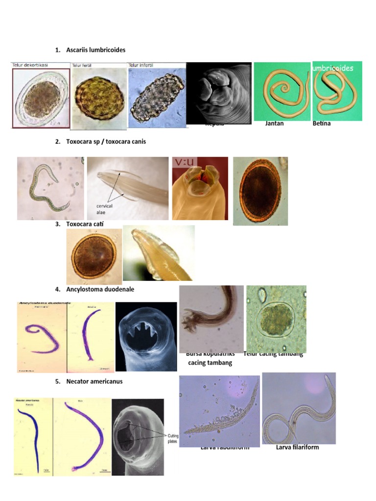 Gambar Parasit | PDF