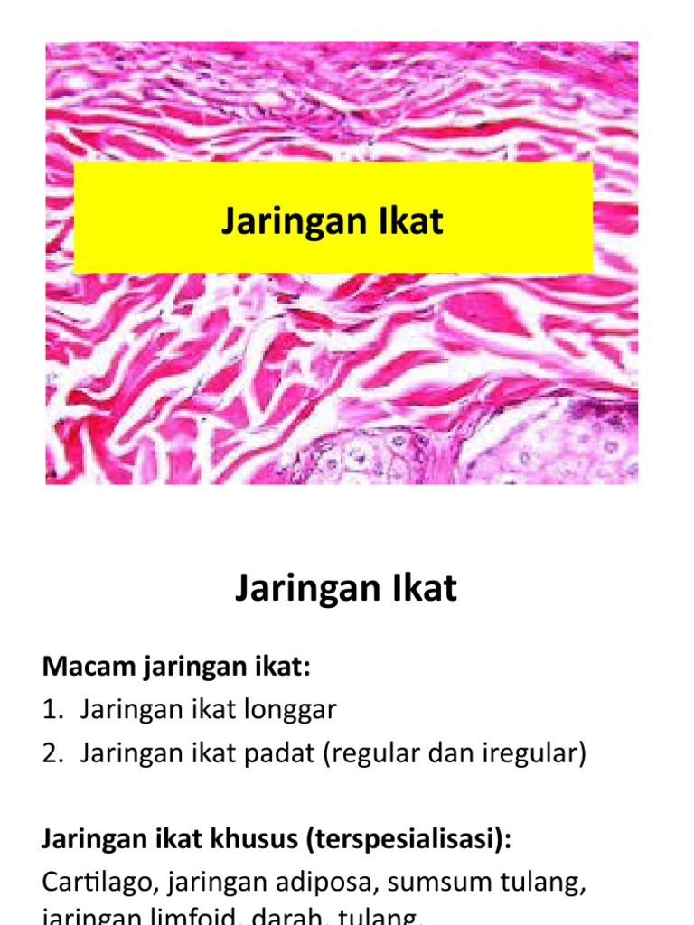 Jaringan Ikat | PDF