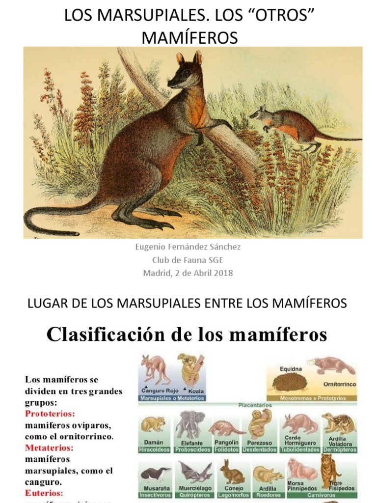LOS MARSUPIALES PPTX | PDF | Marsupiales | Mamíferos