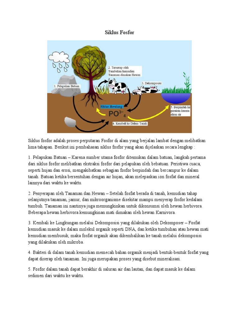 Proses dan Tahapan Daur Fosfor | PDF