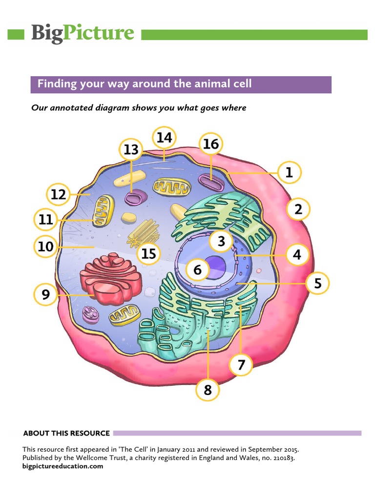 UPDATED Annotated Cell Diagram | PDF | Endoplasmic Reticulum | Cell Nucleus