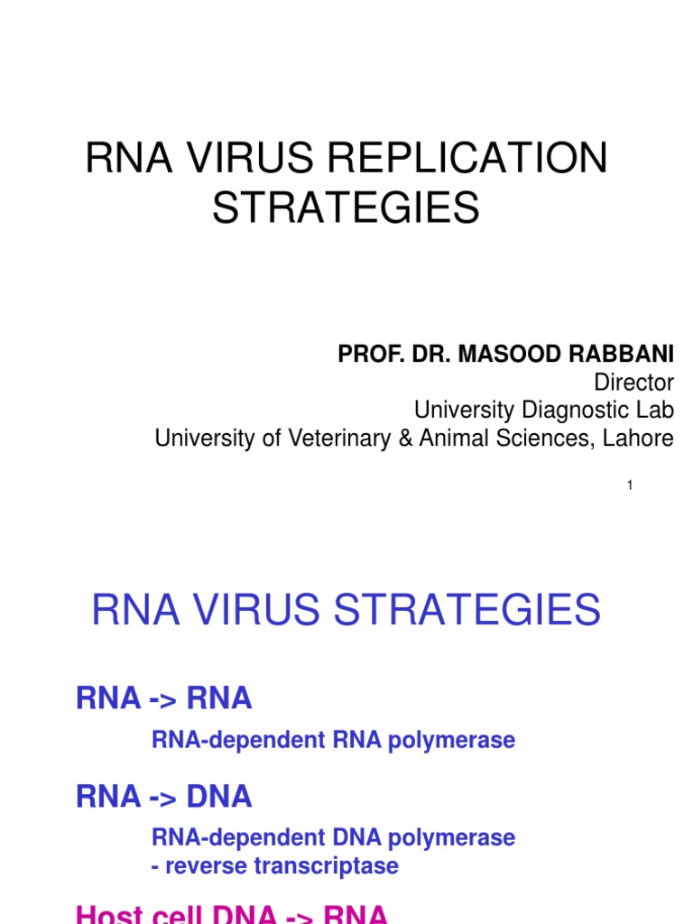 RNA Virus Replication Strategies: A Comparison of Positive-Sense ...