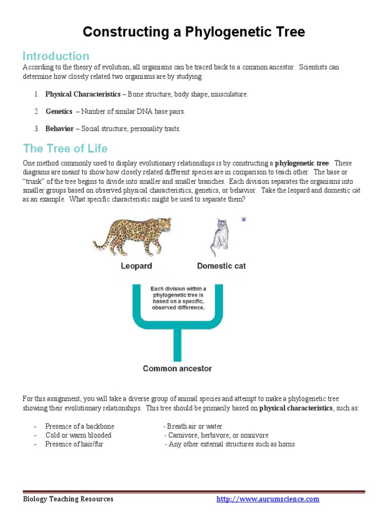 Constructing a Phylogenetic Tree Guide | PDF