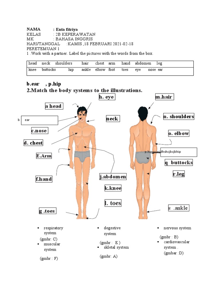 Enta Fitriya (Tugas B.imggris) | PDF | Reproductive System | Nursing