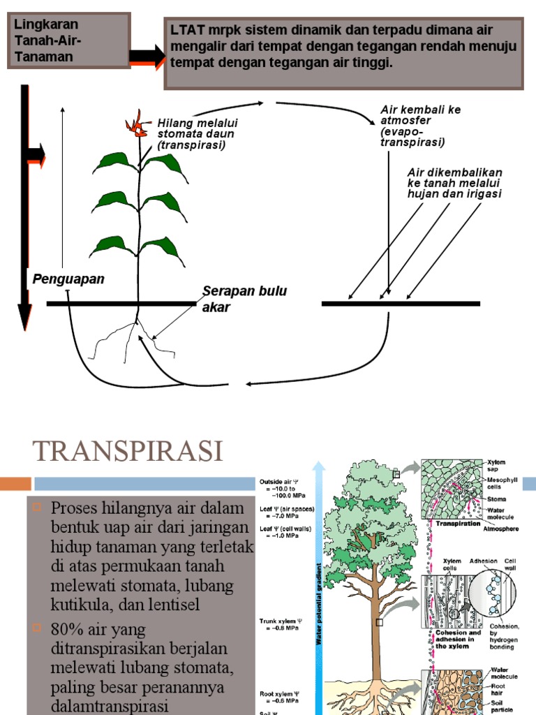 Transpirasi Dan Stomata Pada Tumbuhan | PDF | Griya & Taman