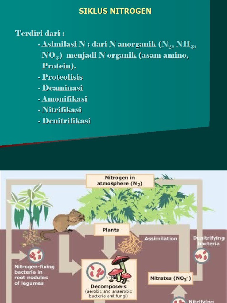 Siklus Nitrogen | PDF